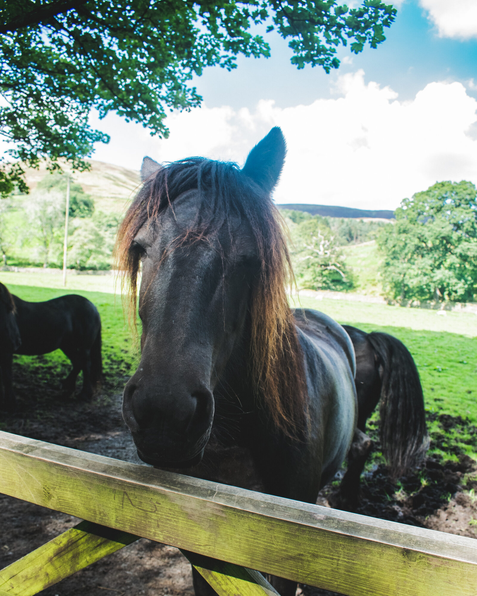 Langden Brook Valley (4 miles) – Lancashire Lad