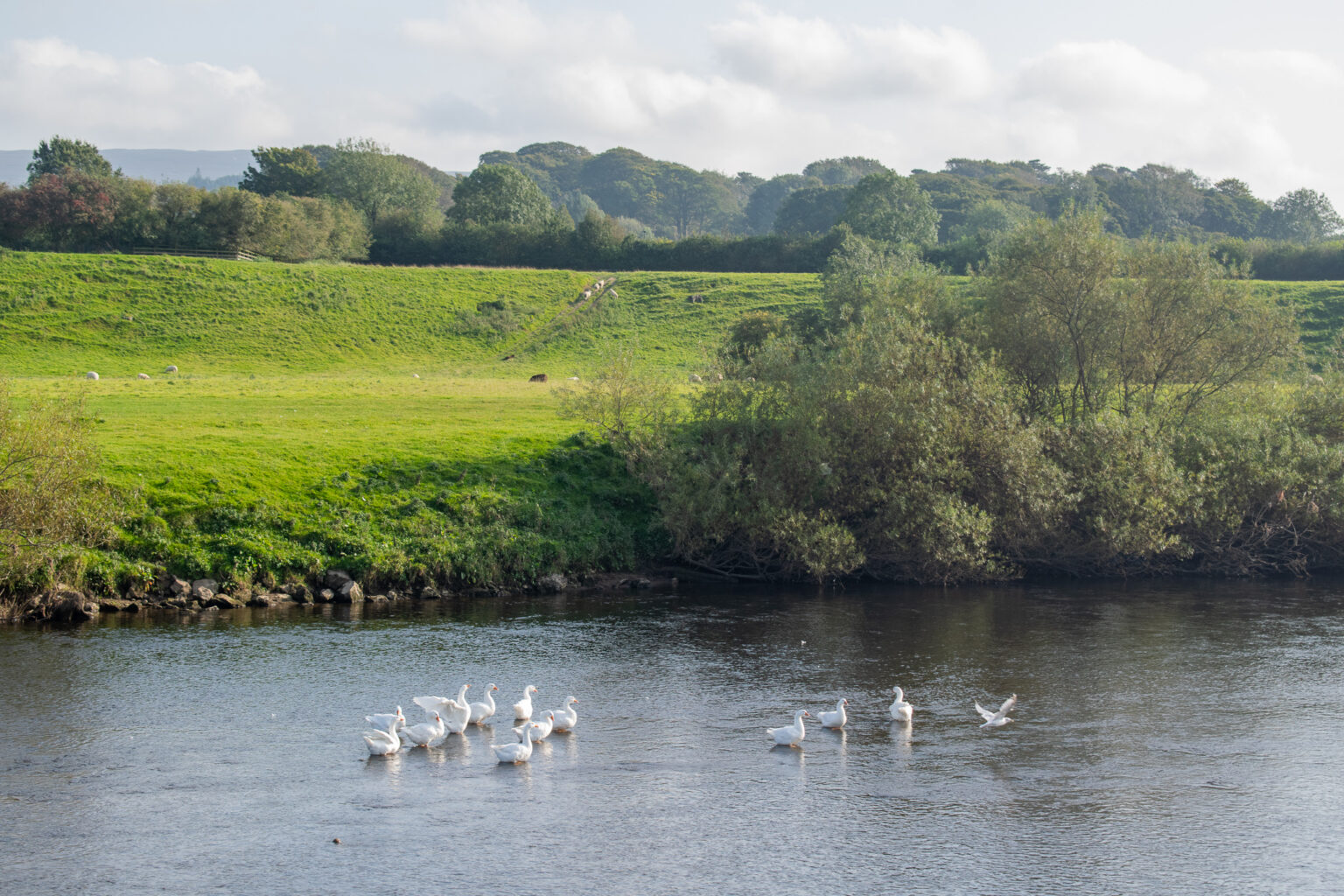 River Lune (4 miles) – Lancashire Lad