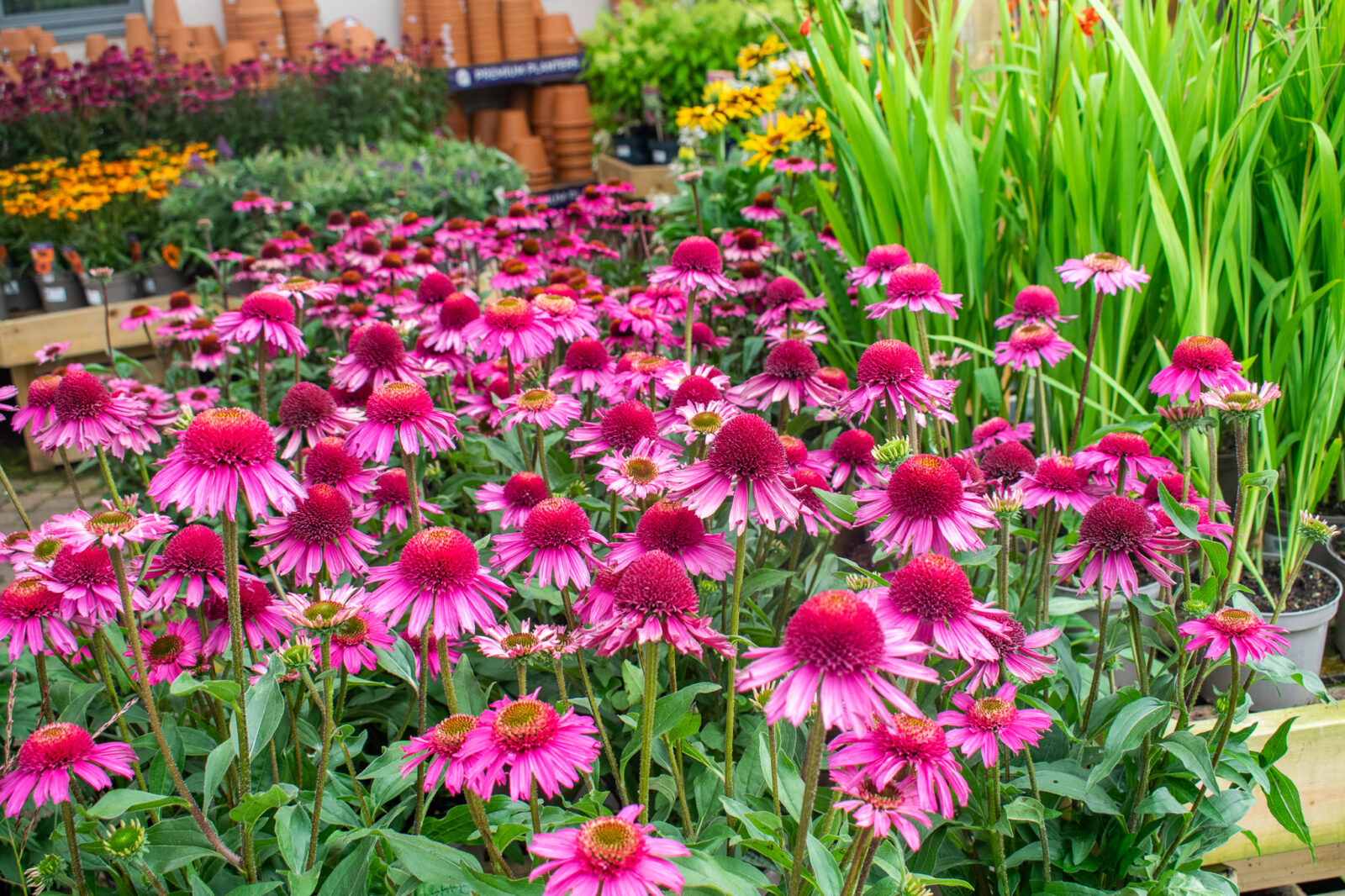 Fairy Steps 6 mile walk, Beetham (Cumbria) – Lancashire Lad