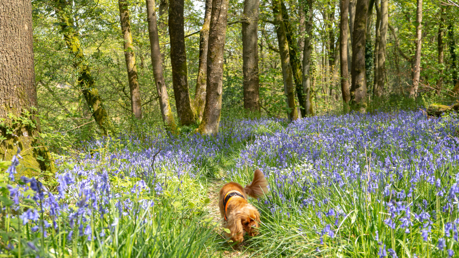 5 Stunning Bluebell Woodland Walks In Lancashire – Lancashire Lad