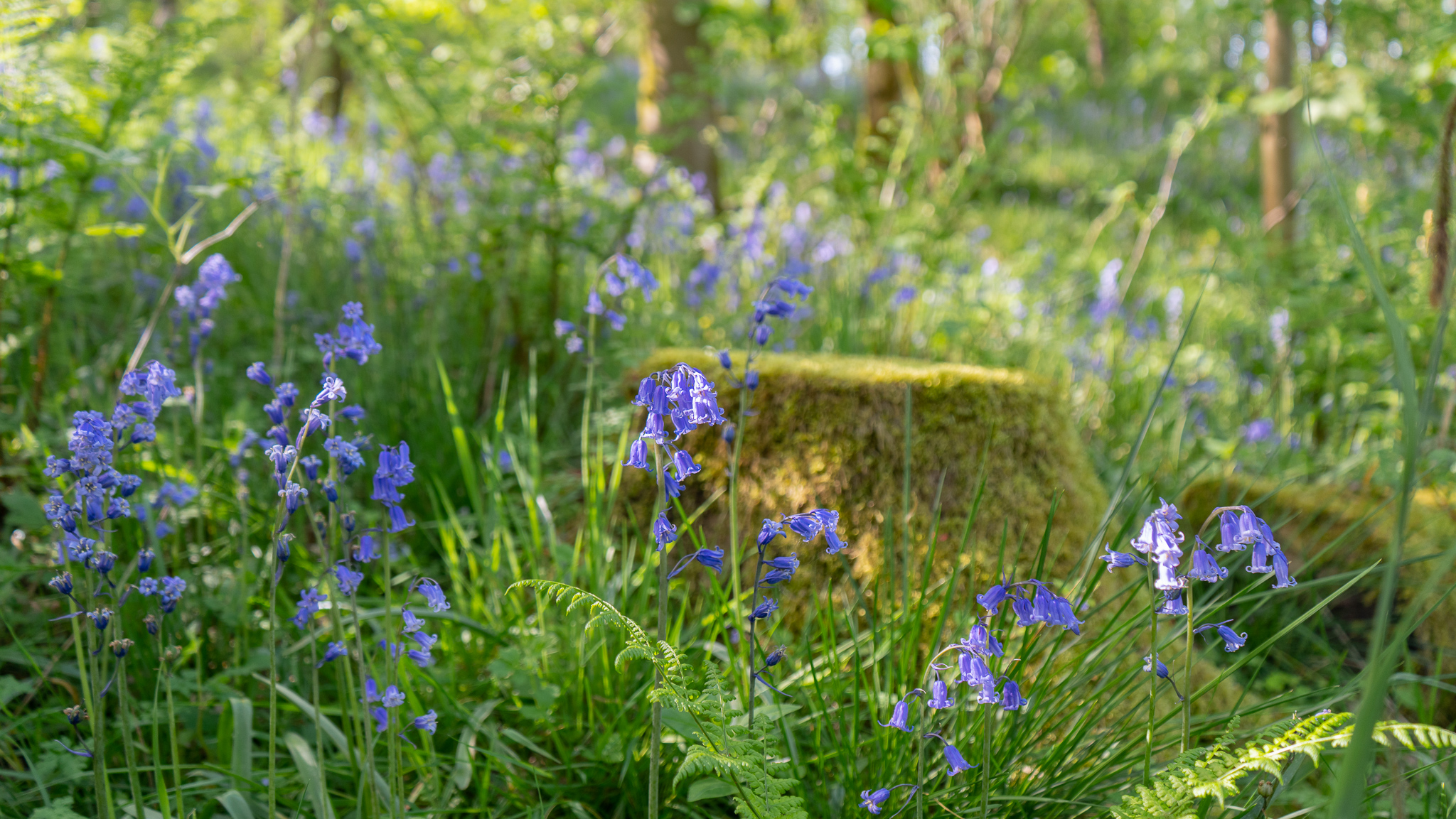 5 Stunning Bluebell Woodland Walks In Lancashire – Lancashire Lad