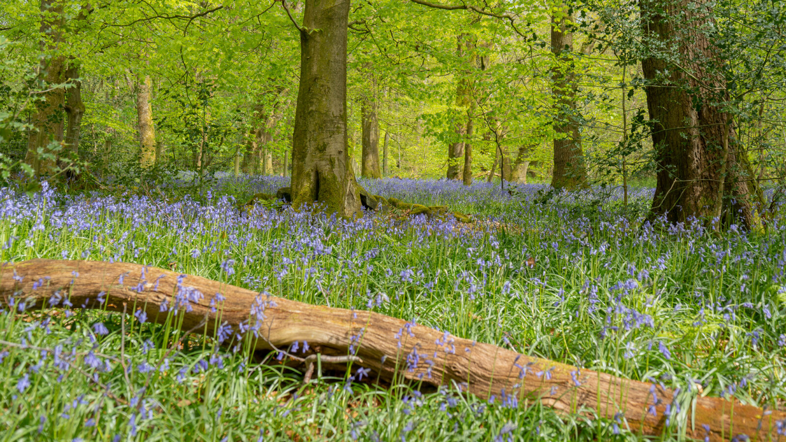 5 Stunning Bluebell Woodland Walks In Lancashire – Lancashire Lad