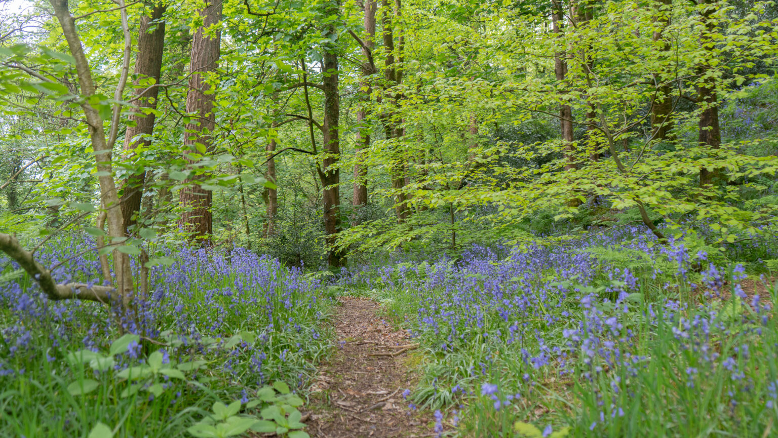 5 Stunning Bluebell Woodland Walks In Lancashire – Lancashire Lad