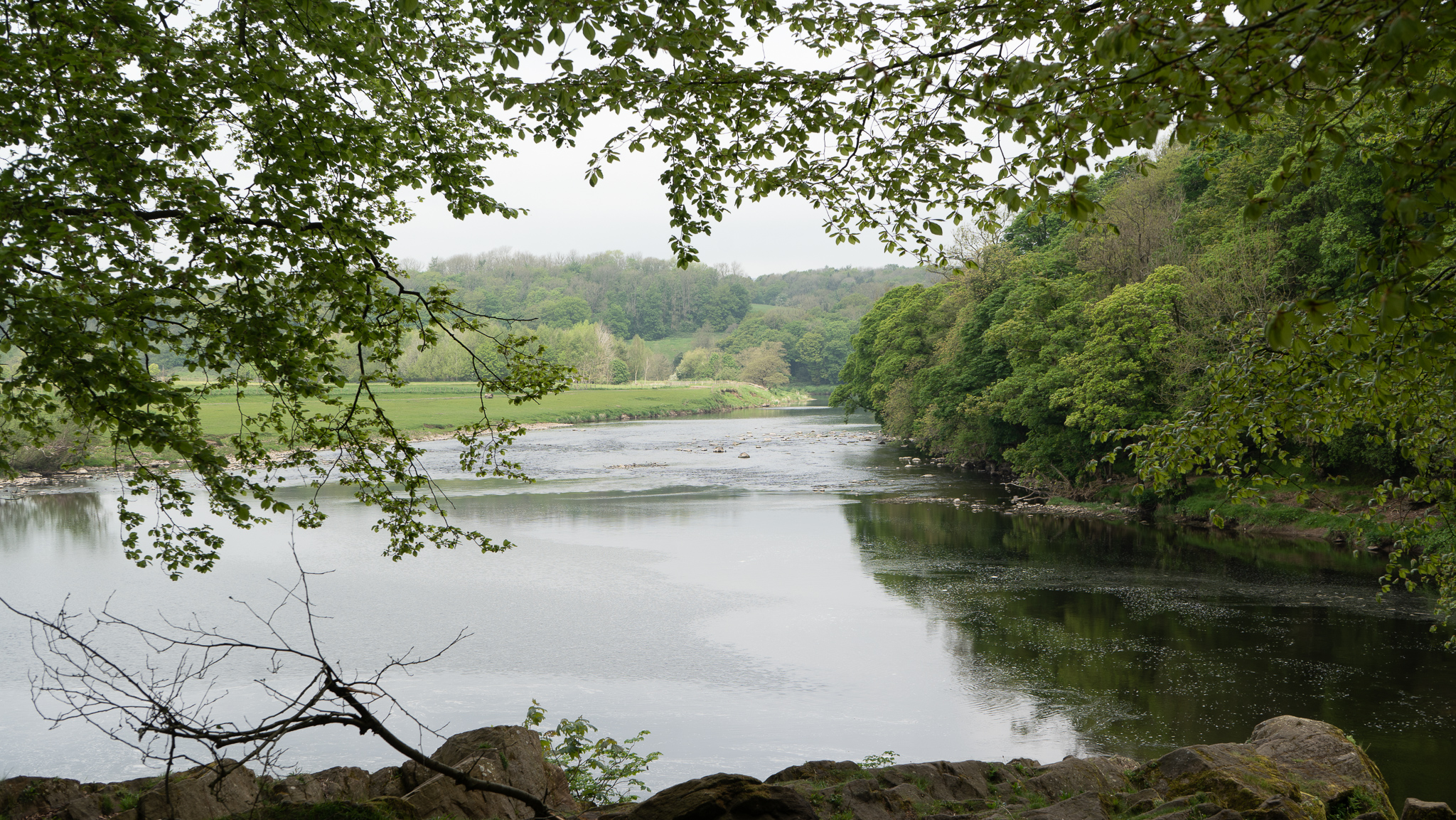 5 Stunning Bluebell Woodland Walks In Lancashire – Lancashire Lad
